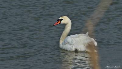 ORNITO.ORG Mehmet Şenol